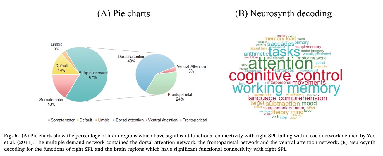 成果速递|张秀平老师等揭示多重需求网络的自发活动与间接回应理解的个体差异有关-北京语言大学心理学院